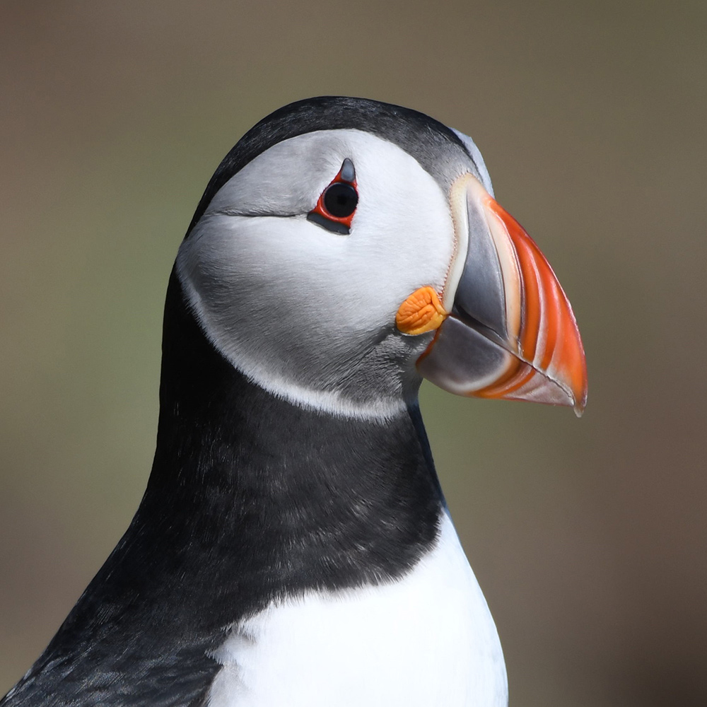 Puffins - Tim Squire Photography
